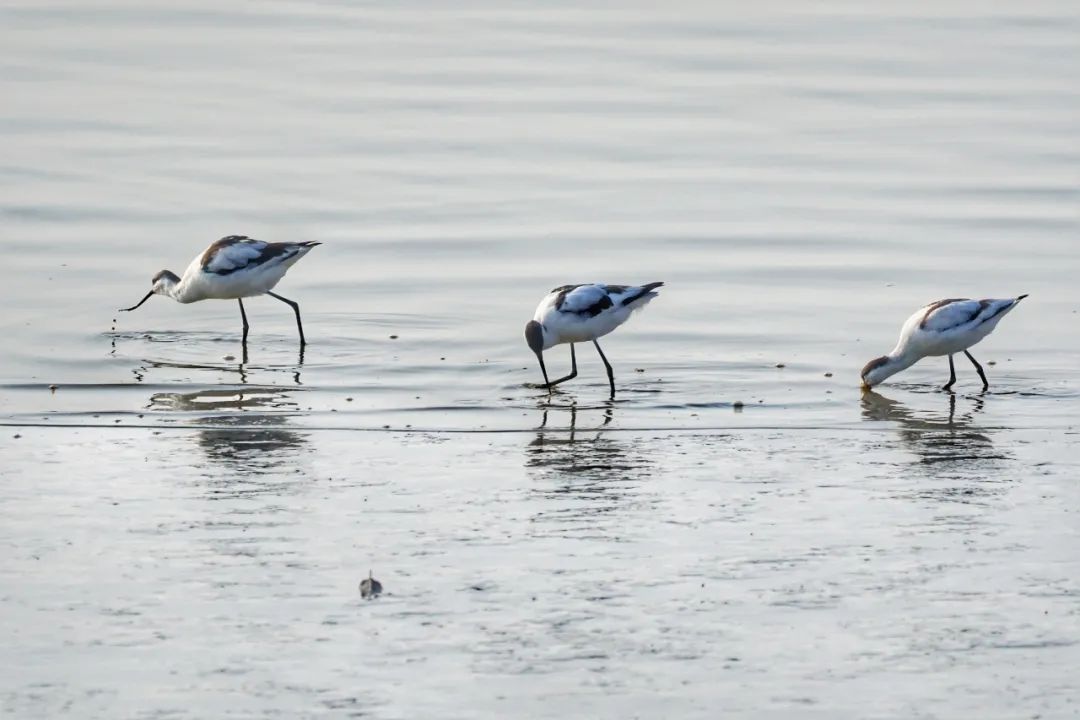 One more month left to see migratory birds in SZ 致候鸟：下一个冬天，我们深圳见